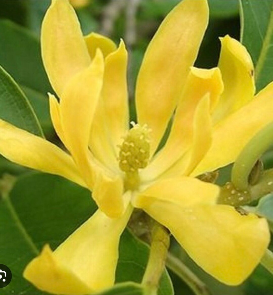 Yellow Champaca, Magnolia Champaca, in 4" Pot or 6" Pot, Joy Perfume ...