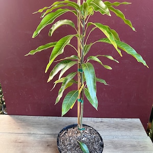Maha Chanok Mango , Grafted in 3 Gallons Pot, Rainbow Mango, No Ship to ...