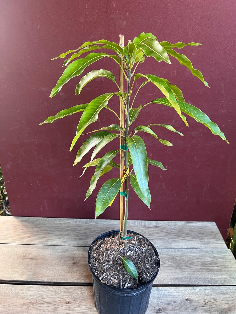 Maha Chanok Mango , Grafted in 3 Gallons Pot, Rainbow Mango, No Ship to ...