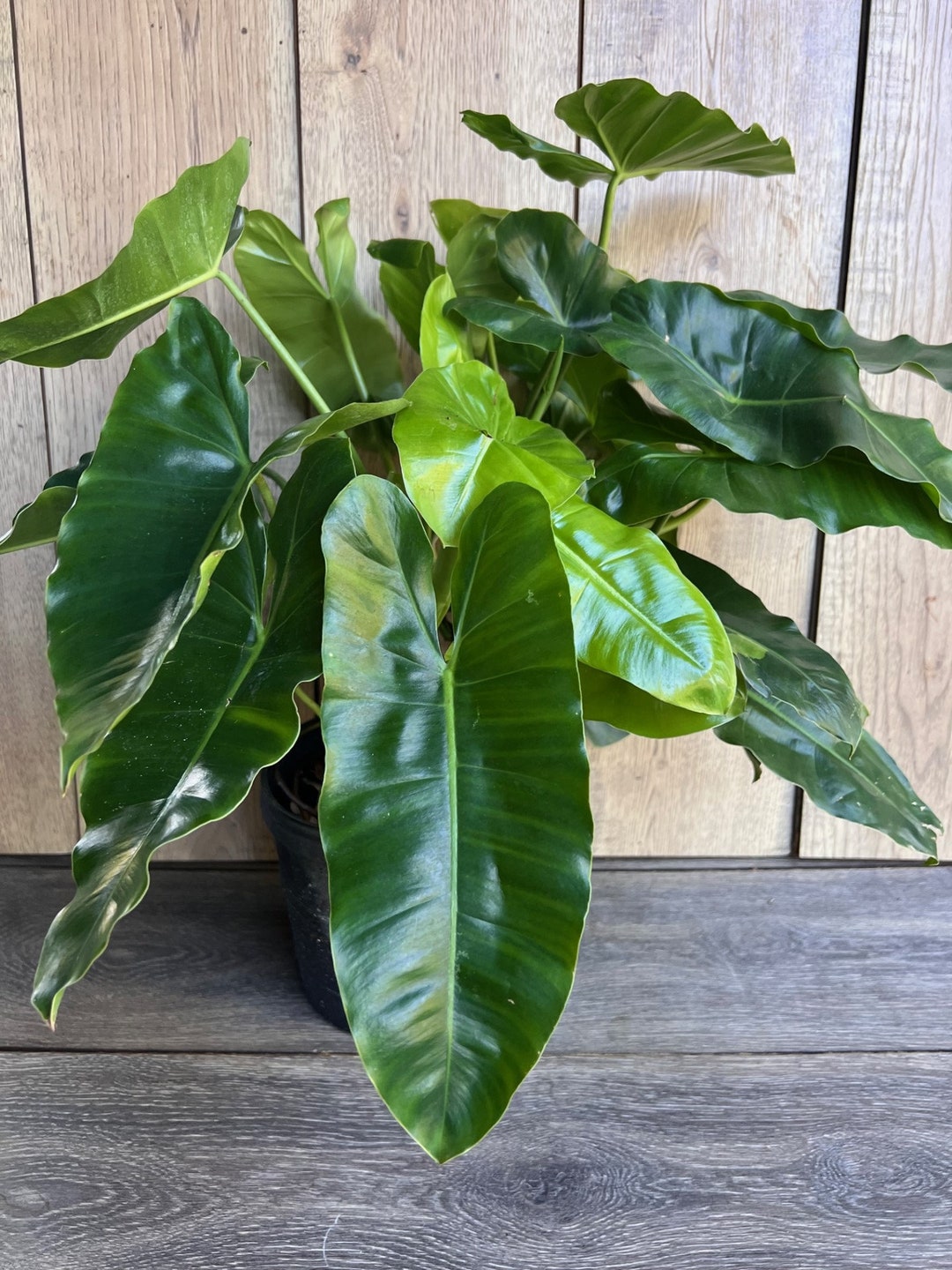 Philodendron Burle Marx, in 6" Pot - Etsy