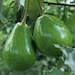 Black Princess Avocado Tree , “cold Hardy” Grafted in 3 Gallons Pot, No ...