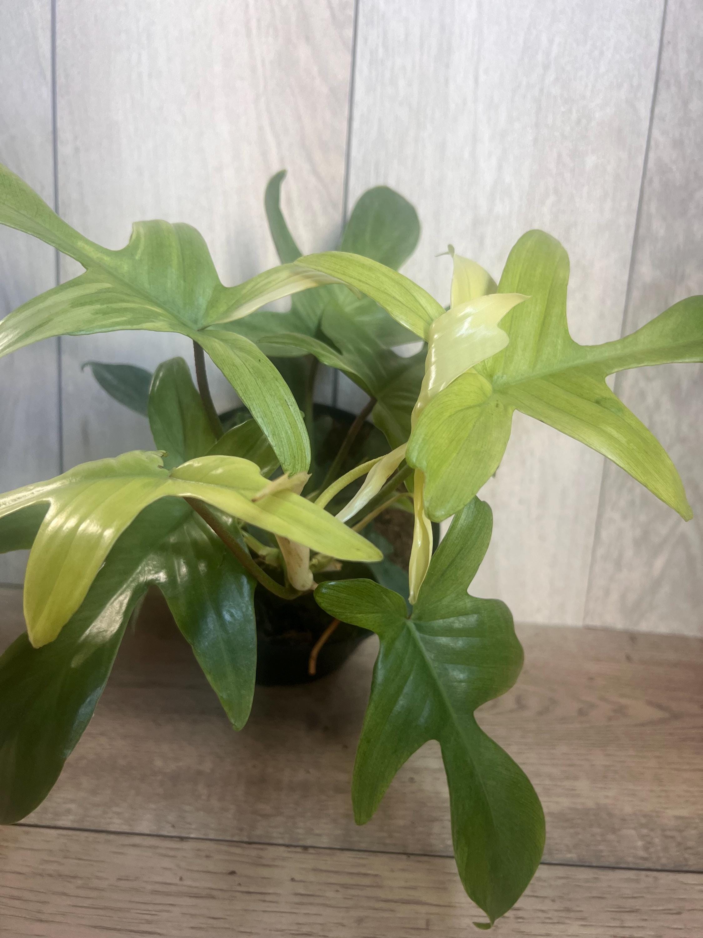 Large Philodendron Florida Ghost Mint Variegated in 6" Pot, - Etsy