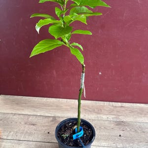 Donnie Avocado Tree , Grafted in 6" Pot - Etsy