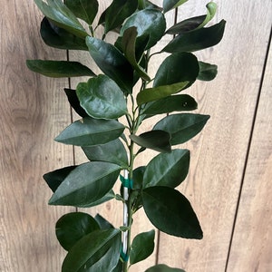 Grafted Shiranui Dekopon Mandarin Orange Tree in Half Gallon Pot ...