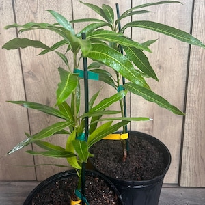 Ice Cream Mango Tree. Grafted in 3 Gallons Pot, No Ship to HI - Etsy