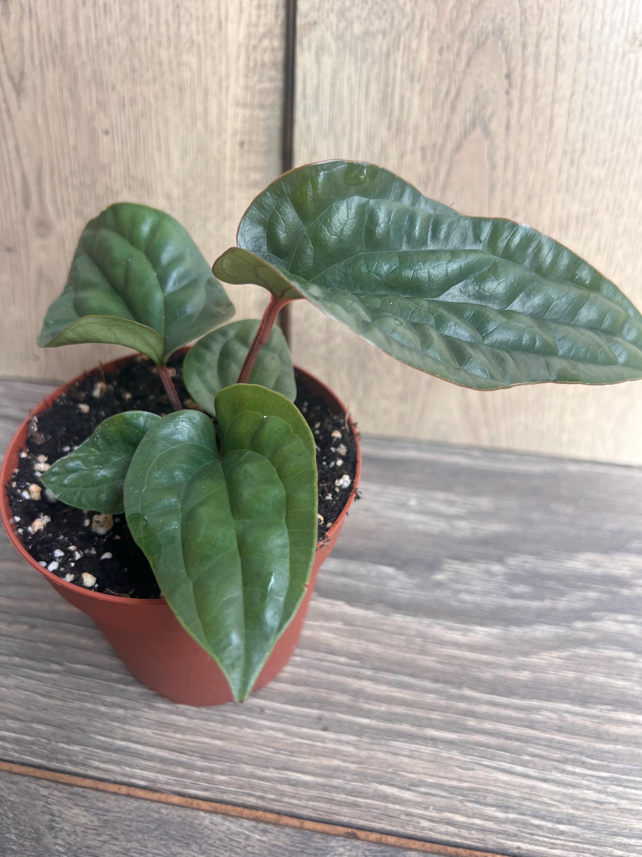 Anthurium Radican X Luxurian in 4" Pot, Live Plant - Etsy