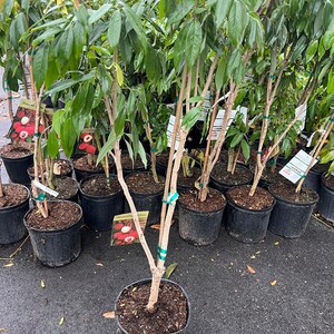 Brewster Lychee in 6" or 10" Pot, 2 to 4 Ft Tall,air Layered, No Ship ...