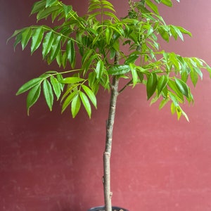 June Plum Dwarf, Ambarella Fruits, Jewel Plums in 10" Pot, Kedondong ...
