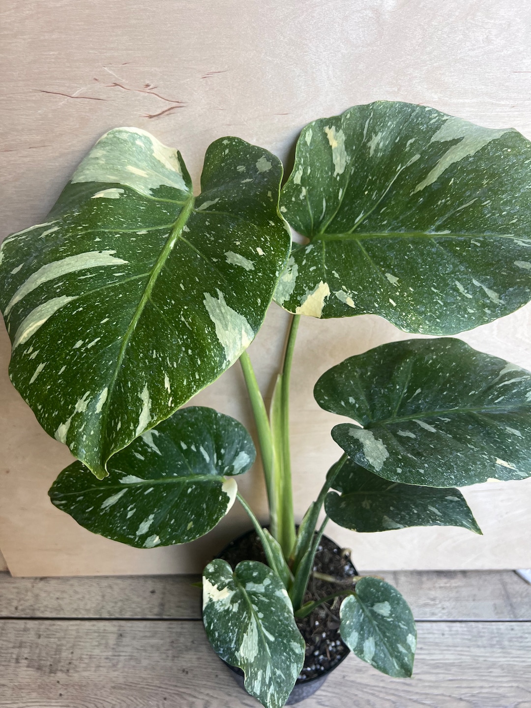 Large, Monstera Thai Constellation' in 6 POT, Thai Con. - Etsy