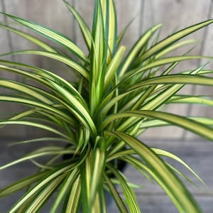 Large Pandanus Baptistii Aureus - Variegated Dwarf Pandanus in 1 Gallon ...
