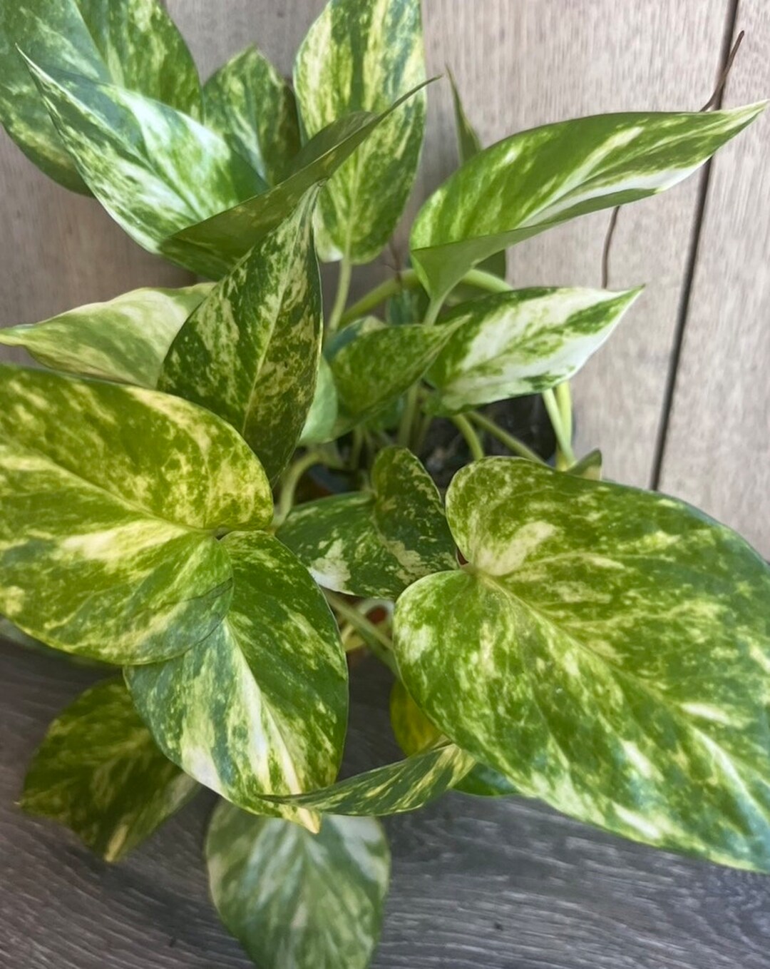 Large, Golden Pothos in 6" Pot. Air Purifying,, Live, Air ...