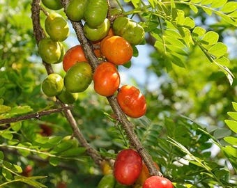 Yellow Spanish/hog Plum, Ciruela, Jocote Rojo, Mombin Tree - 2 to 3 ...