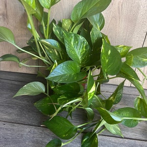 Large, Golden Pothos in 6" Pot. Air Purifying,, Live, Air ...