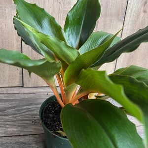 Chlorophytum 'mandarin Orange' in 6" Pot, Mandarin Plant, Spider - Etsy