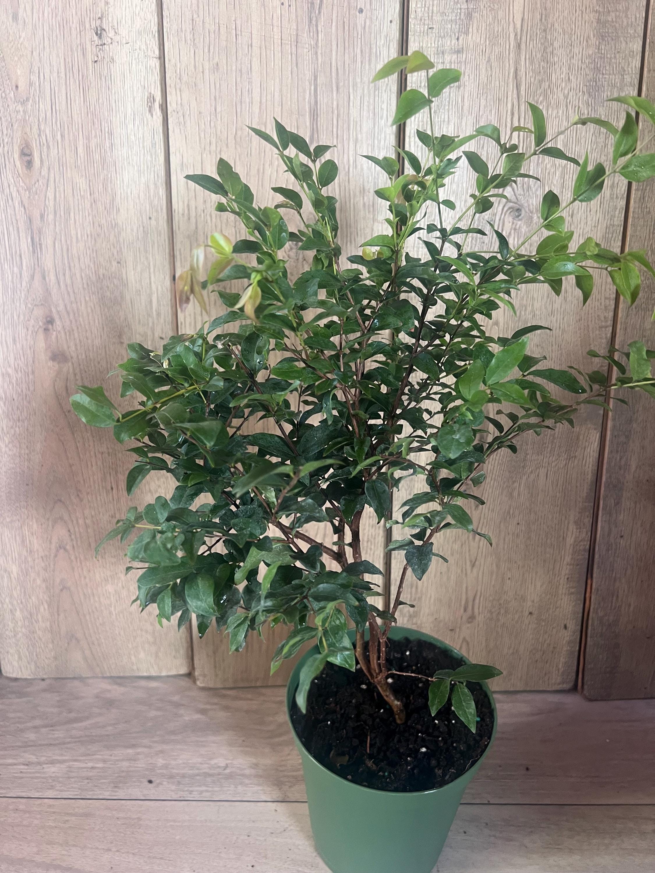 Myrciaria Cauliflora Precoce, Dwarf Red Jaboticaba Fruit Tree in 6" Pot ...