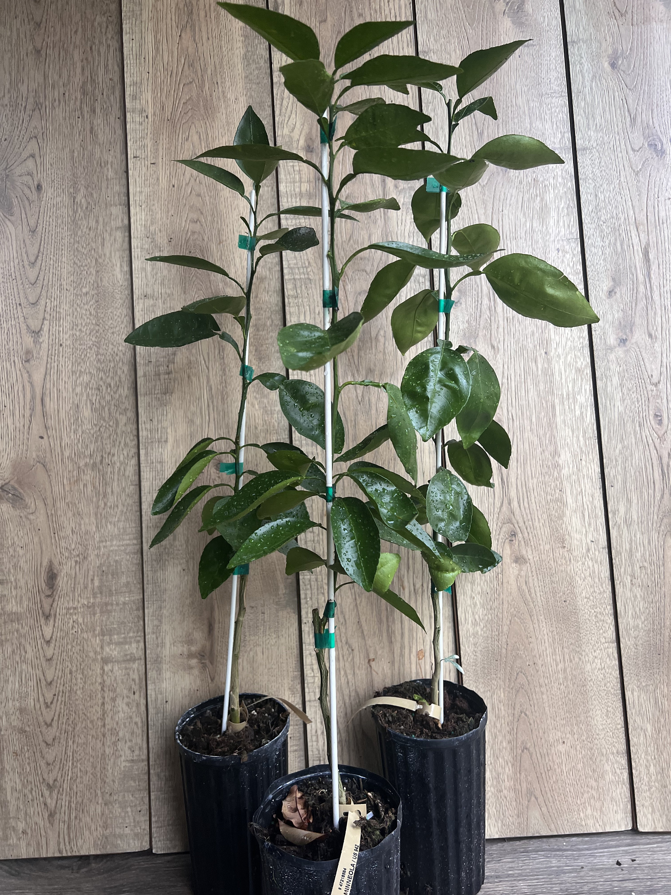 Grafted, Hirado Pummelo Tree in Half Gallon, Jeruk Bali. Florida ...