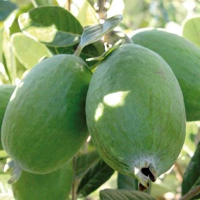 Pineapple Guava in 4" Pot , Feijoa Sellowiana - Etsy