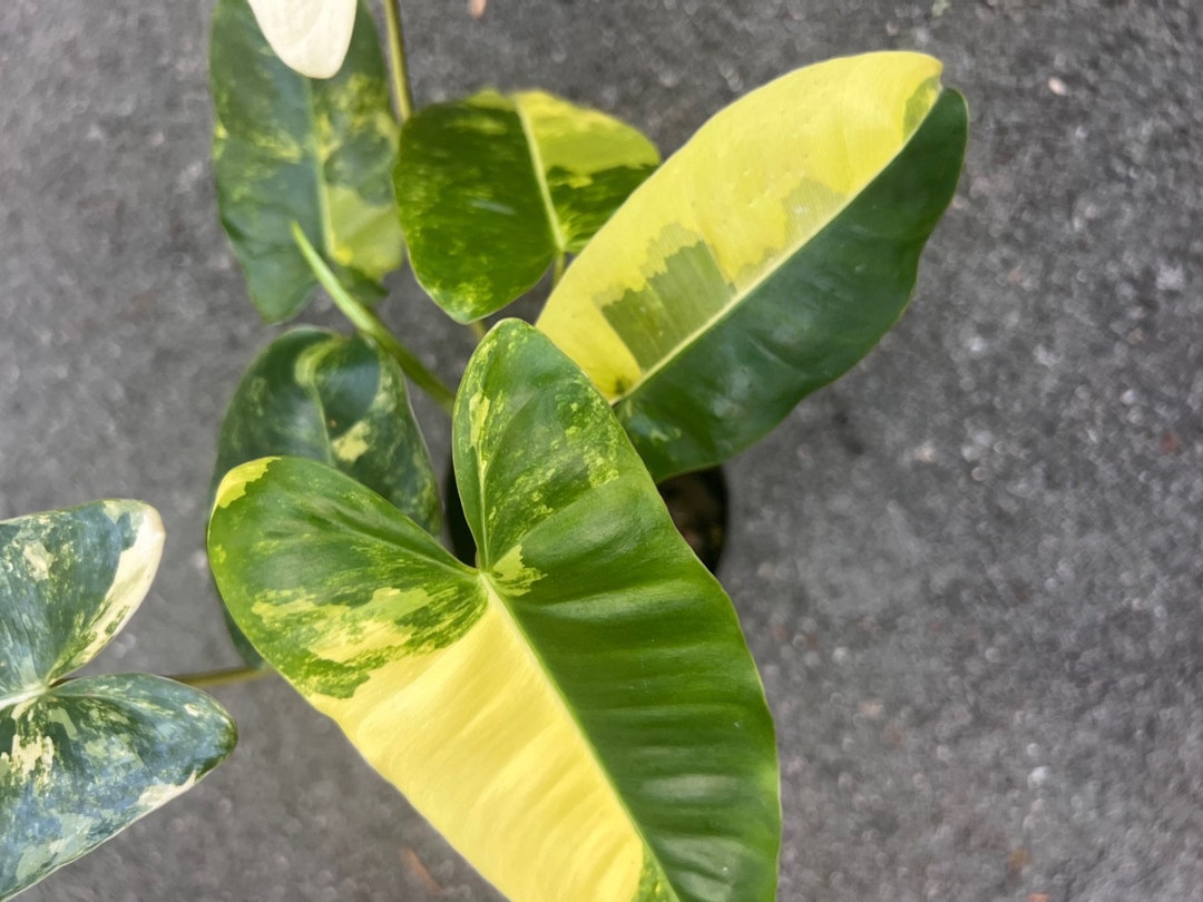Variegated Burle Marx in 4" Pot - Etsy