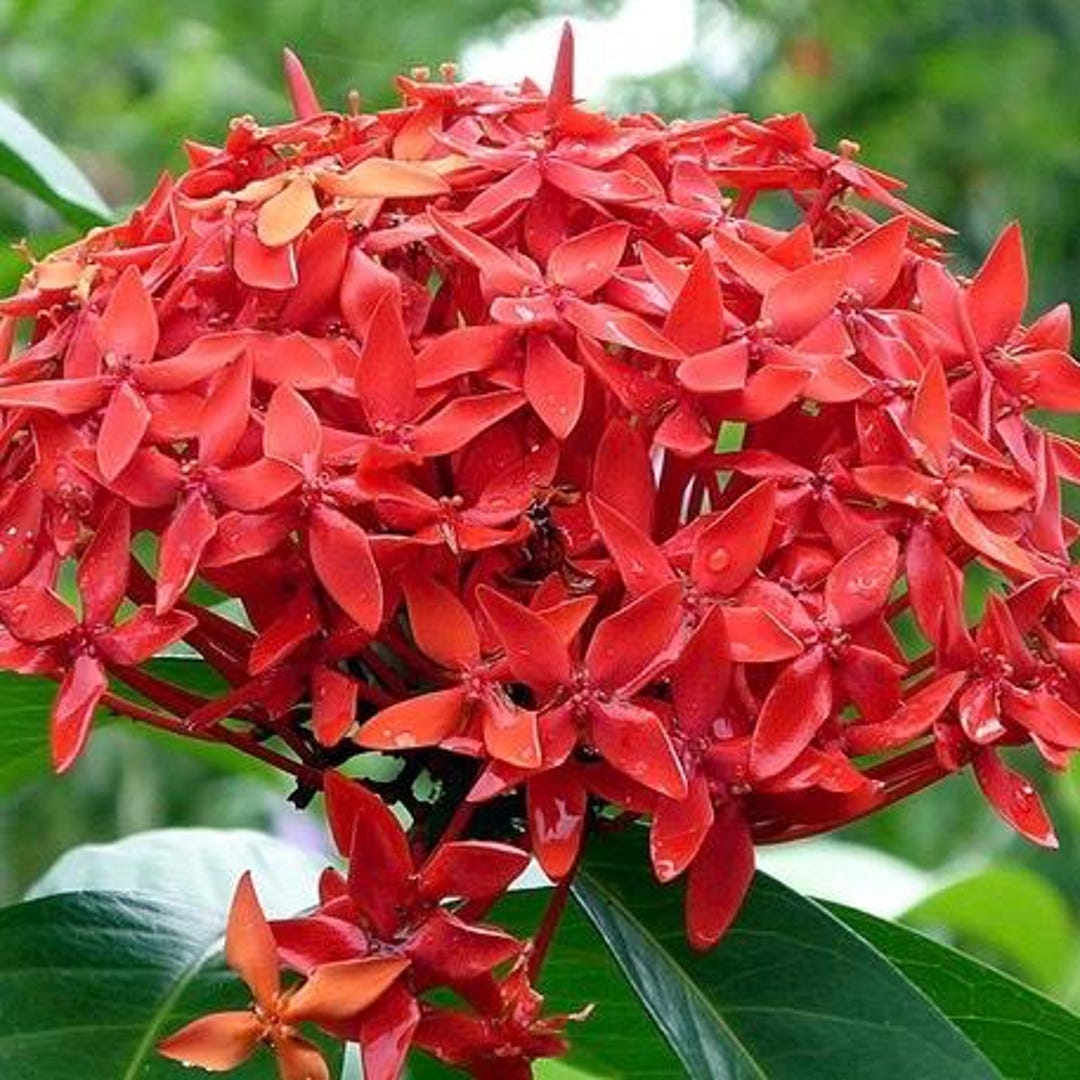 Red Ixora Taiwanese Plant in 6" Pot, Carmen Dwarf Variety - Etsy