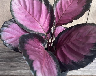Calathea Plant, Dottie Live Plant in a 4 Pot, Round Pink Calathea Plant ...