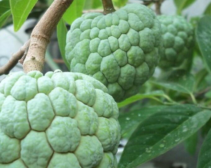 Sugar Apple in Half Gallon Pot , Srikaya, Annona Squamosa, Sweetsop ...