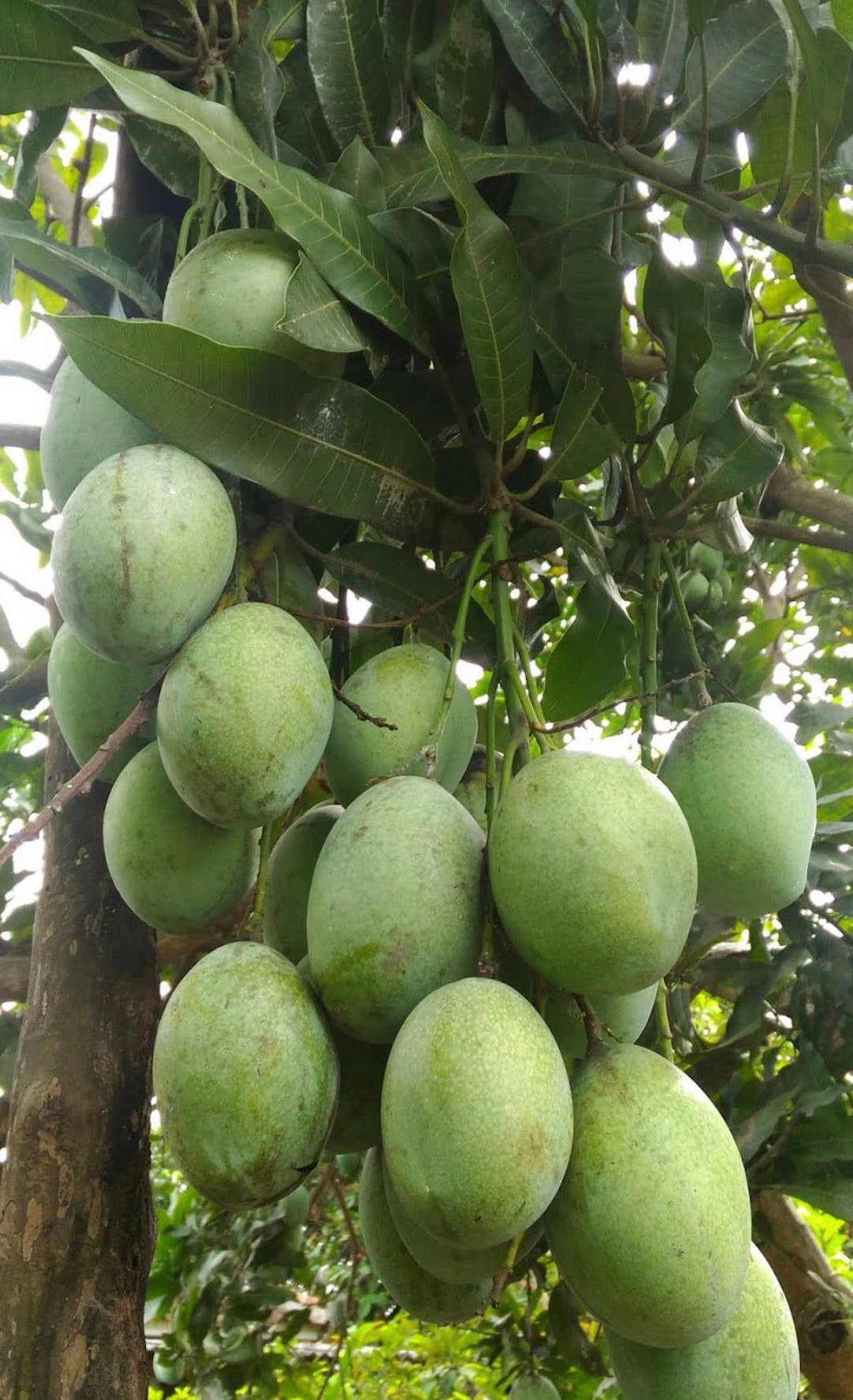 Ice Cream Mango Tree. Grafted in 3 Gallons Pot, No Ship to HI - Etsy