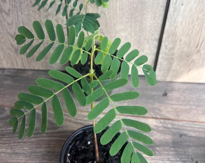 Tamarind Bonsai Tree "relative Scale" Collection From Cute Little ...