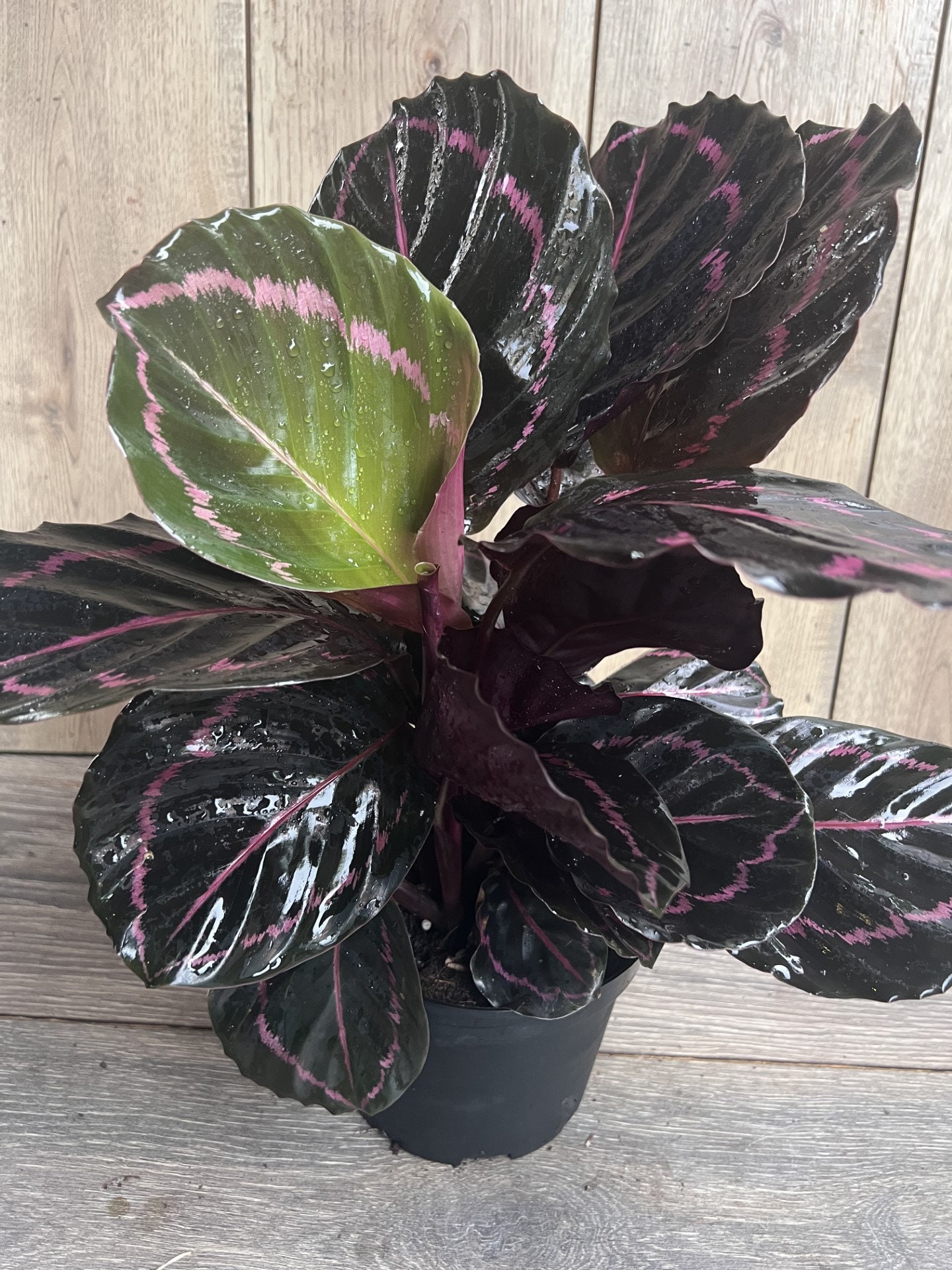 Calathea Dottie in 6 Pot - Etsy