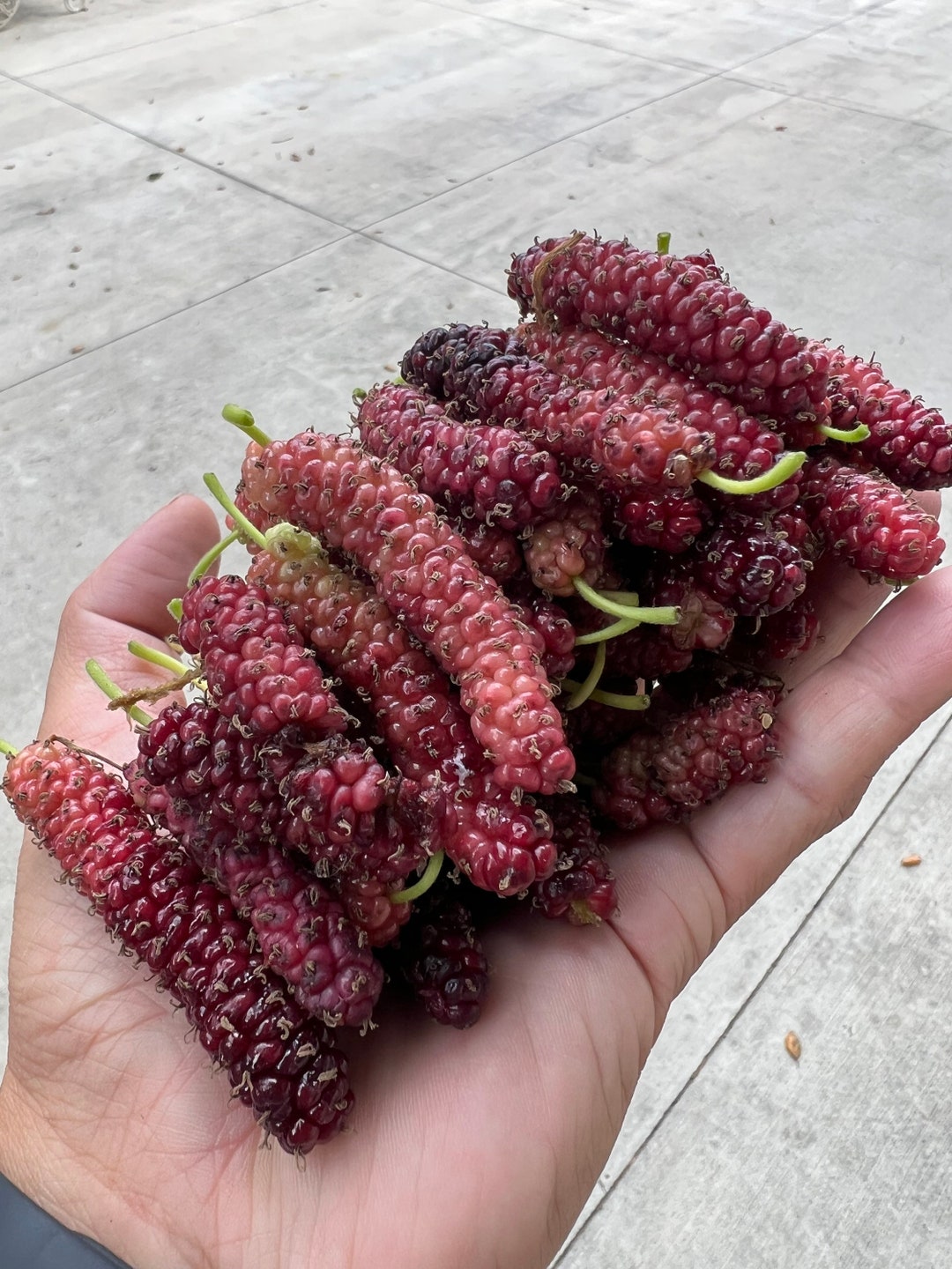 20 Cuttings / Scions From Pakistan Mulberry Tree FREE SHIPPING - Etsy