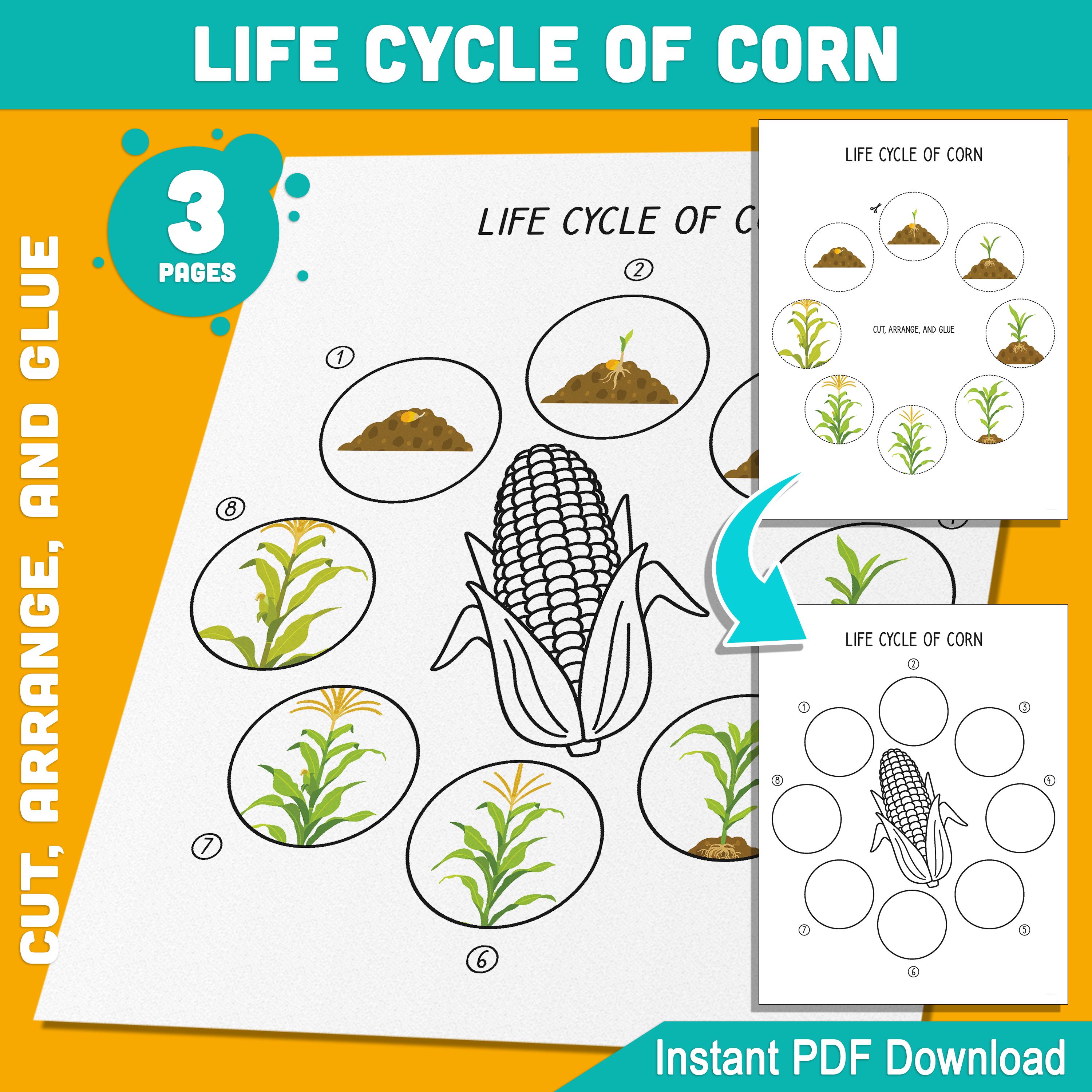 Life Cycle of Corn Activity: Cut, Arrange, and Glue 8 Stages of Plant ...