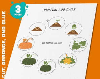 Ciclo De Vida De Una Calabaza
