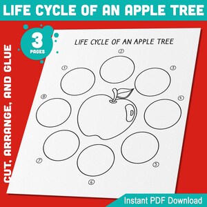 Life Cycle of an Apple Tree Activity: Cut, Arrange, and Glue 8 Stages ...
