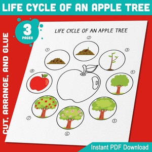 Life Cycle of an Apple Tree Activity: Cut, Arrange, and Glue 8 Stages ...