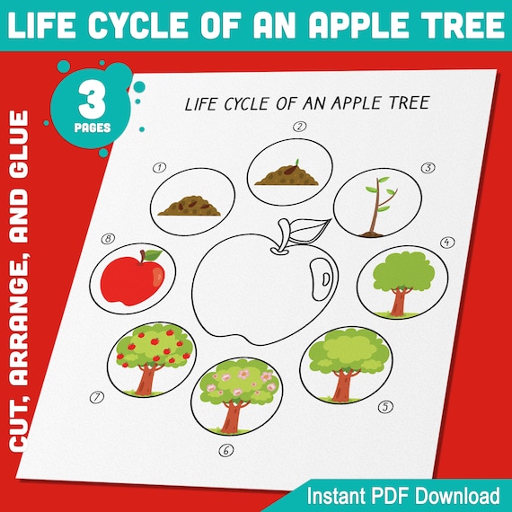 Hoja De Trabajo Sobre El Ciclo De Vida De Un Manzano