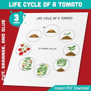 Life Cycle of a Tomato Activity: Cut, Arrange, and Glue 8 Stages of ...