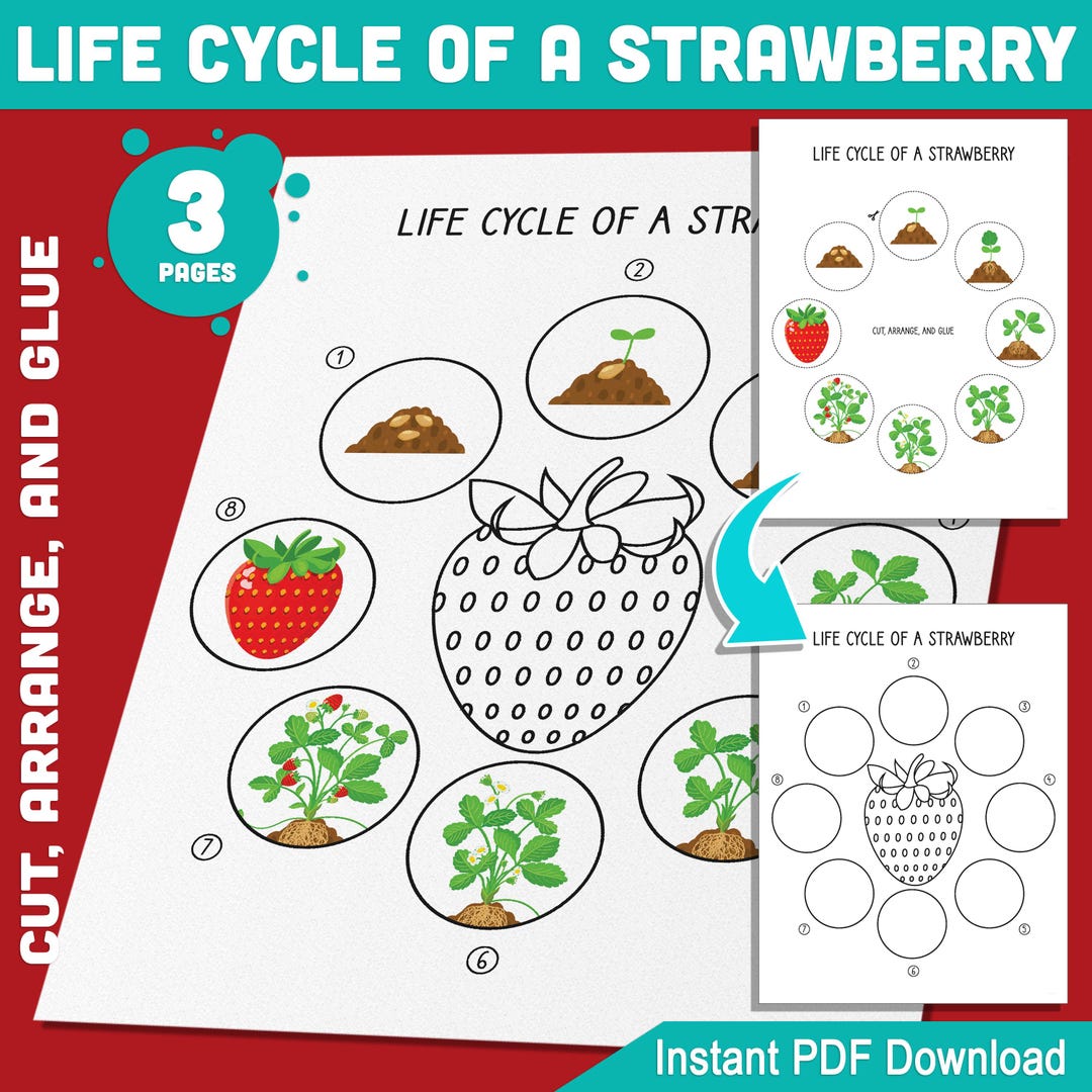 Life Cycle of a Strawberry Activity: Cut, Arrange, and Glue 8 Stages of ...