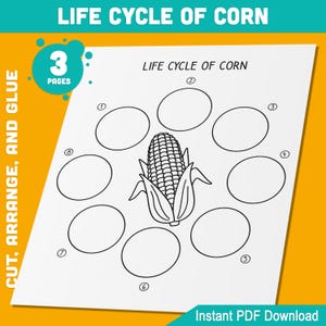 Life Cycle of Corn Activity: Cut, Arrange, and Glue 8 Stages of Plant ...