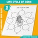 Life Cycle of Corn Activity: Cut, Arrange, and Glue 8 Stages of Plant ...