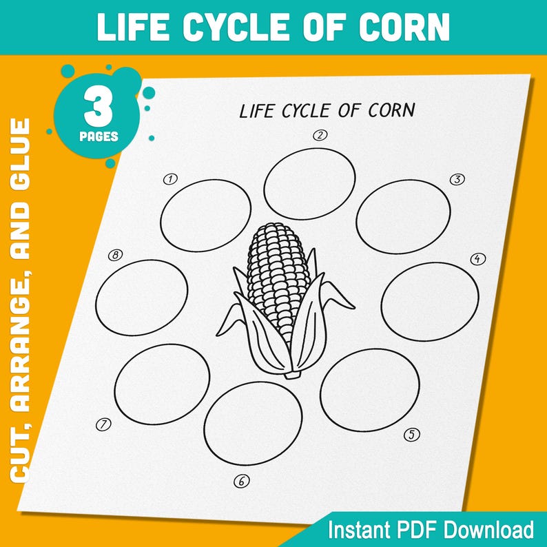 Ciclo de vida del maíz Actividad: cortar, ordenar y pegar 8 etapas del ...