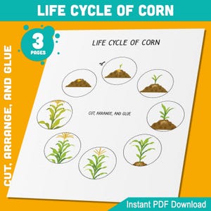 Life Cycle of Corn Activity: Cut, Arrange, and Glue 8 Stages of Plant ...