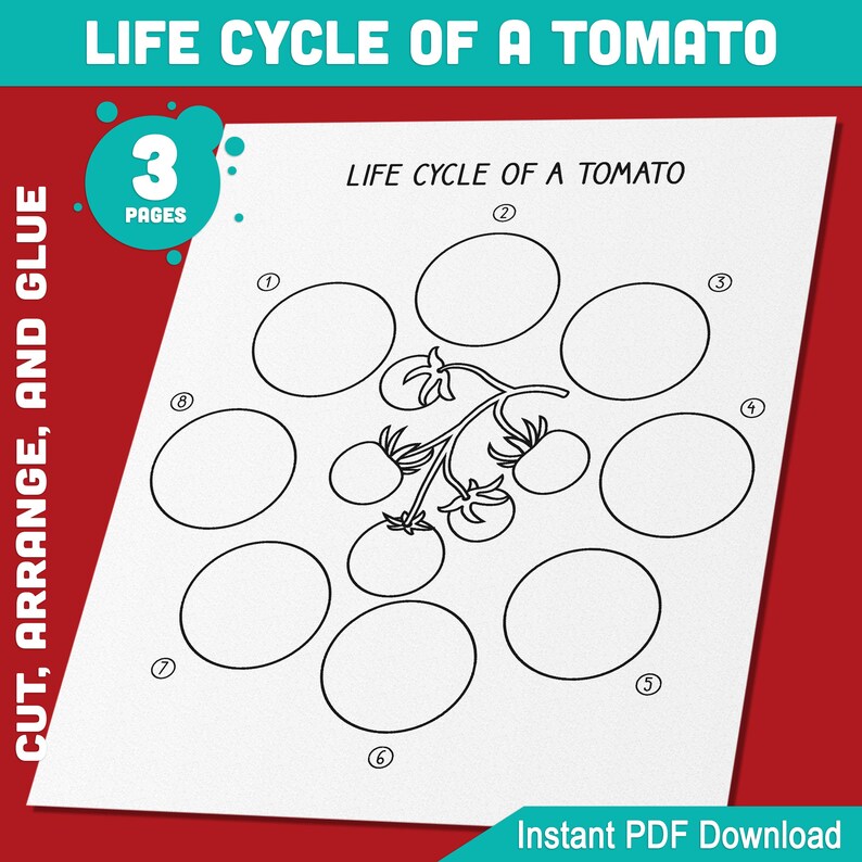 Life Cycle of a Tomato Activity: Cut, Arrange, and Glue 8 Stages of ...