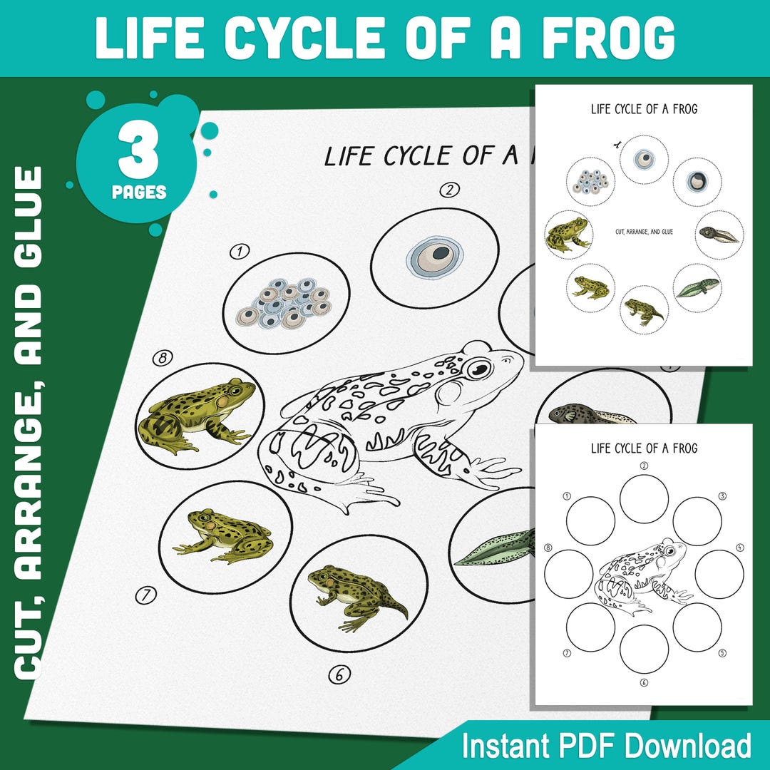 Life Cycle of a Frog Activity: Cut, Arrange, and Glue 8 Stages of ...