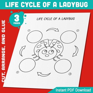 Life Cycle of a Ladybug Activity: Cut, Arrange, and Glue 4 Stages of ...