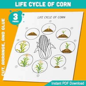 Life Cycle of Corn Activity: Cut, Arrange, and Glue 8 Stages of Plant ...