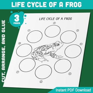 Life Cycle of a Frog Activity: Cut, Arrange, and Glue 8 Stages of ...
