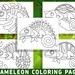 Chameleon Coloring Pages: 15 Fun and Creative Sheets, Perfect for ...
