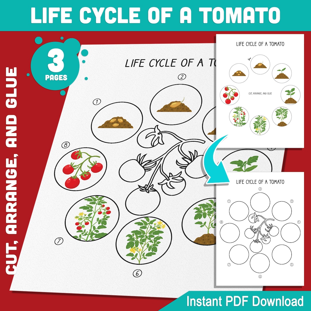 Life Cycle of a Tomato Activity: Cut, Arrange, and Glue 8 Stages of ...