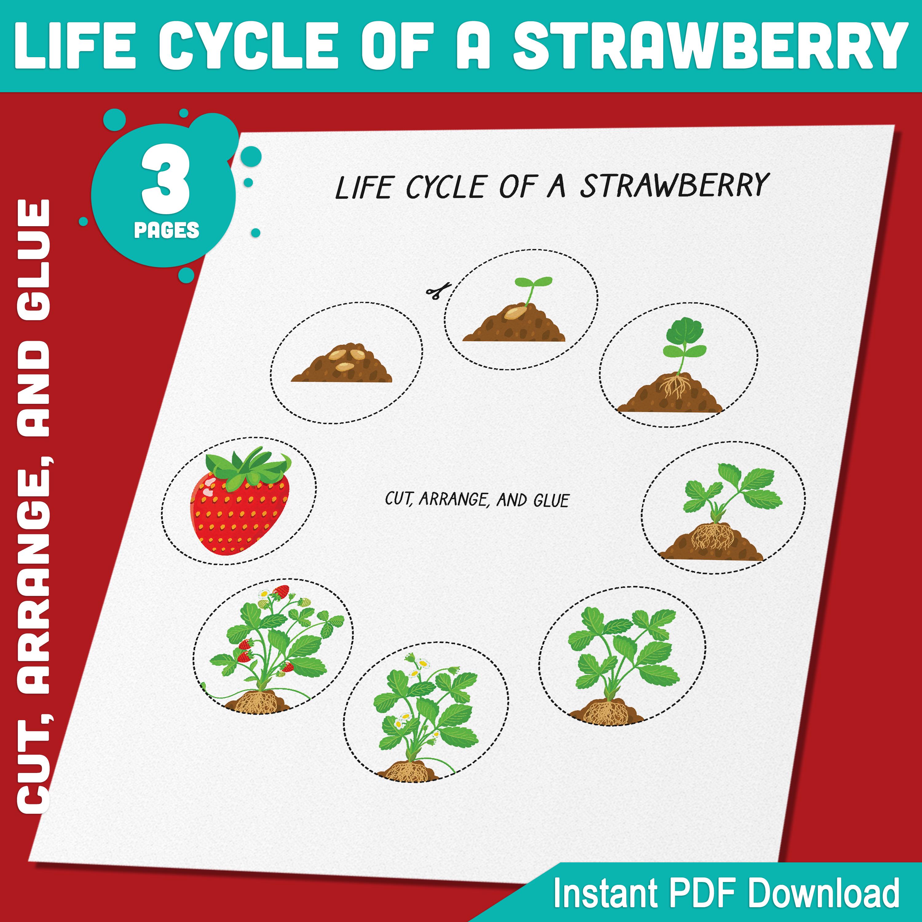 Life Cycle of a Strawberry Activity: Cut, Arrange, and Glue 8 Stages of ...
