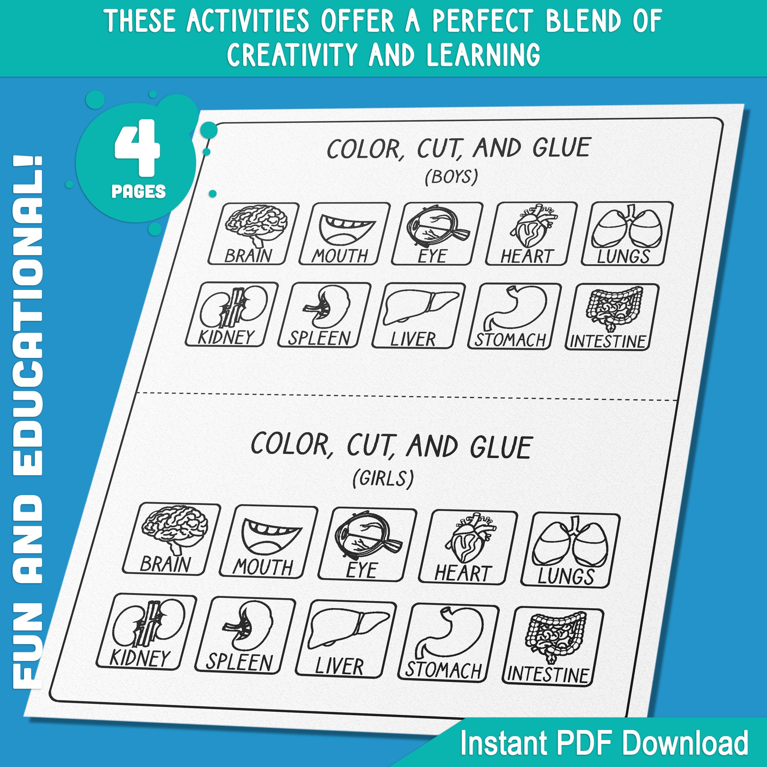 My Body Organs Activity for Preschool, Pre-k: Fun Color, Cut & Glue ...