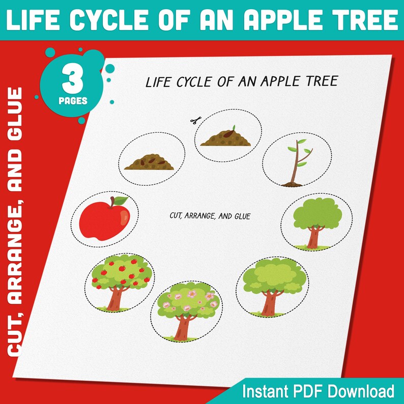 Life Cycle of an Apple Tree Activity: Cut, Arrange, and Glue 8 Stages ...